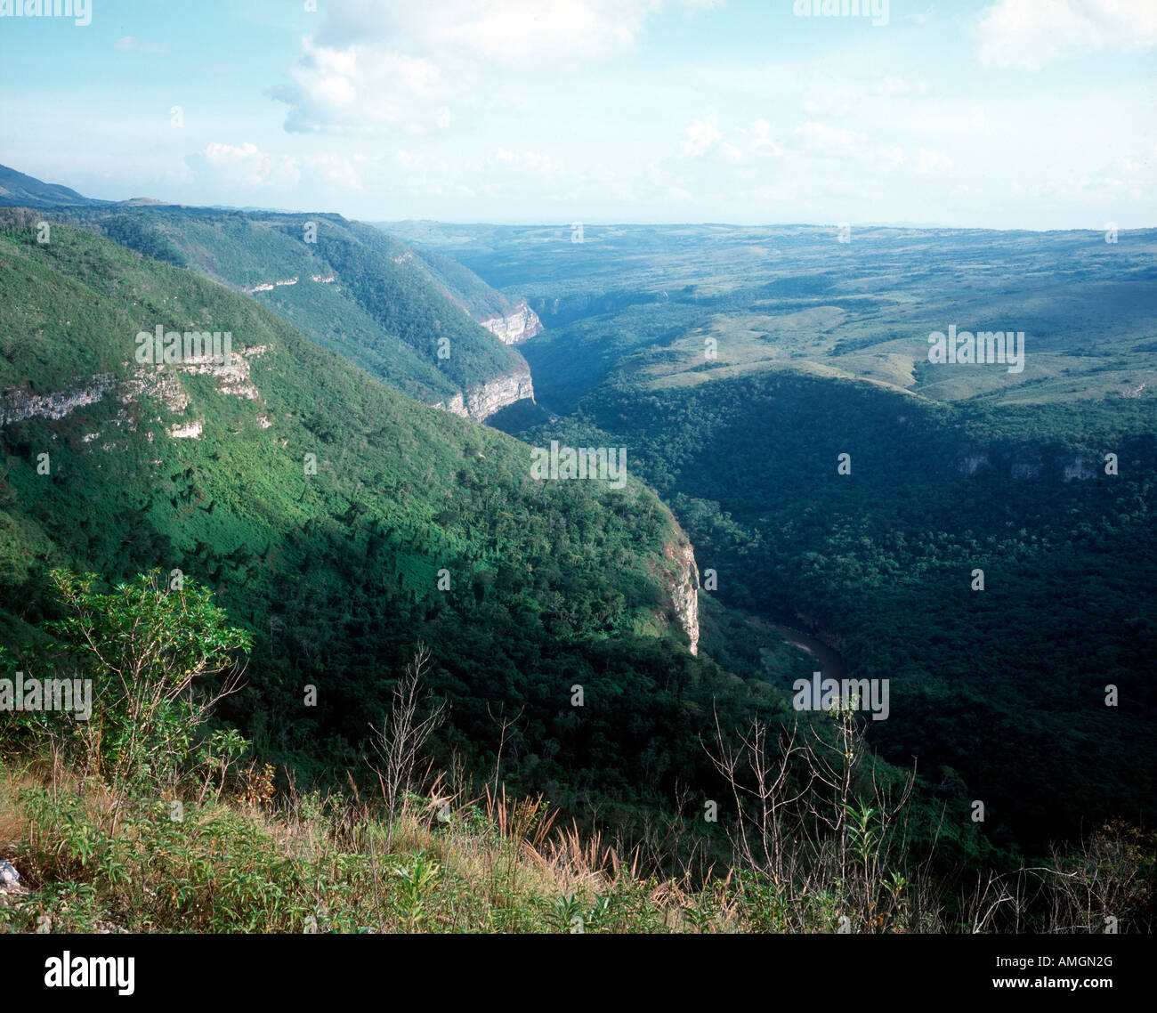 El ocote hi-res stock photography and images - Alamy