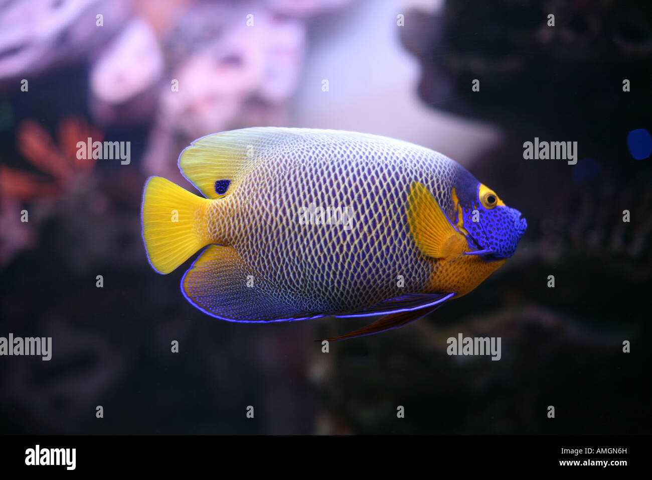 Regal spotted angelfish also known as a Blueface angelfish (Pomacanthus ...