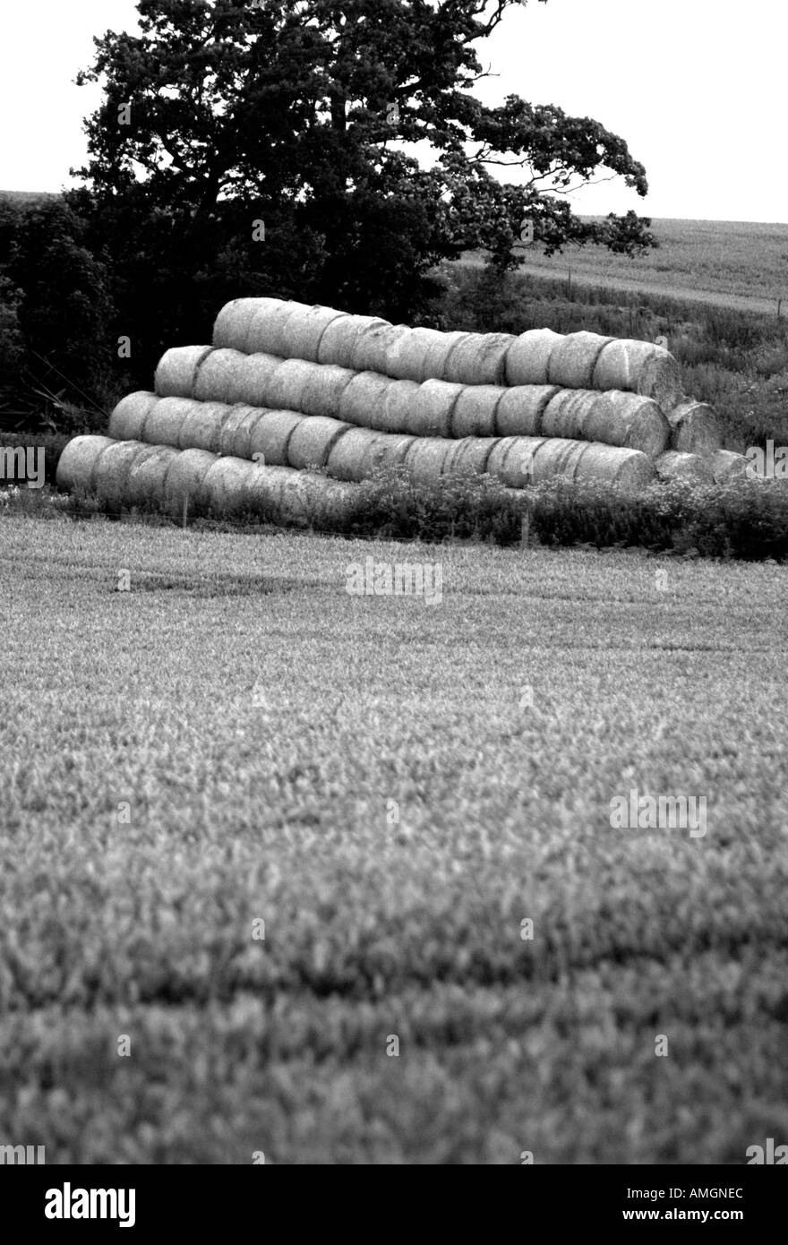 Agriculture bales Black and White Stock Photos & Images - Alamy