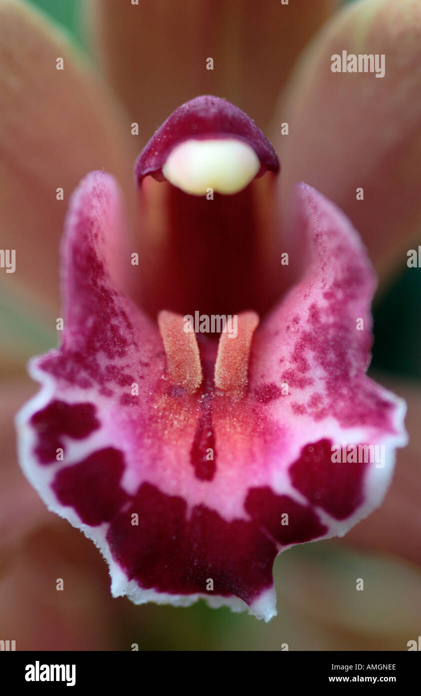 Cymbidium cv hi-res stock photography and images - Alamy