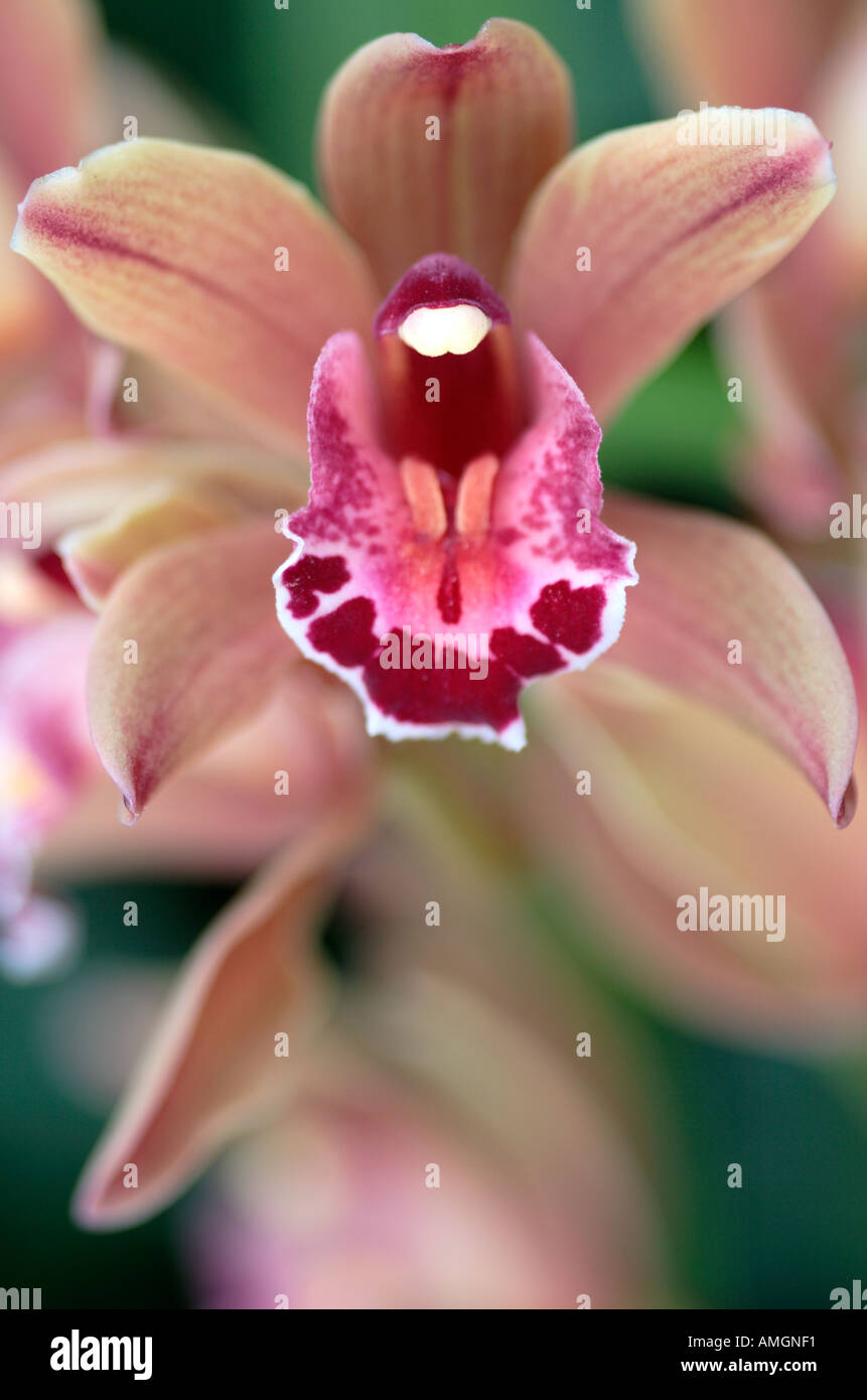 Vertical close up of Orchid pink red Cymbidium hybrid Stock Photo - Alamy