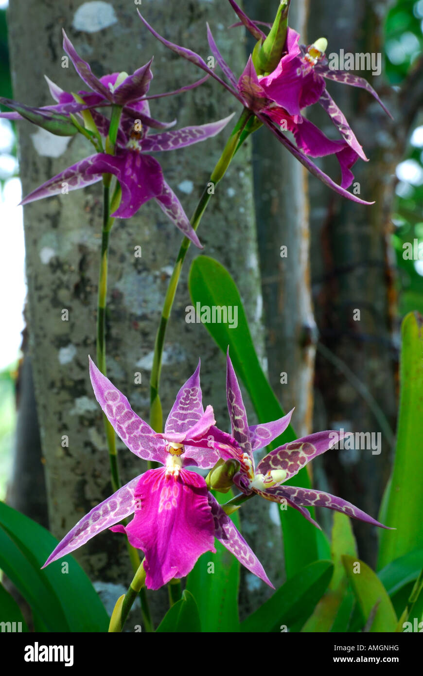 Tropical orchid in jungle setting Stock Photo - Alamy