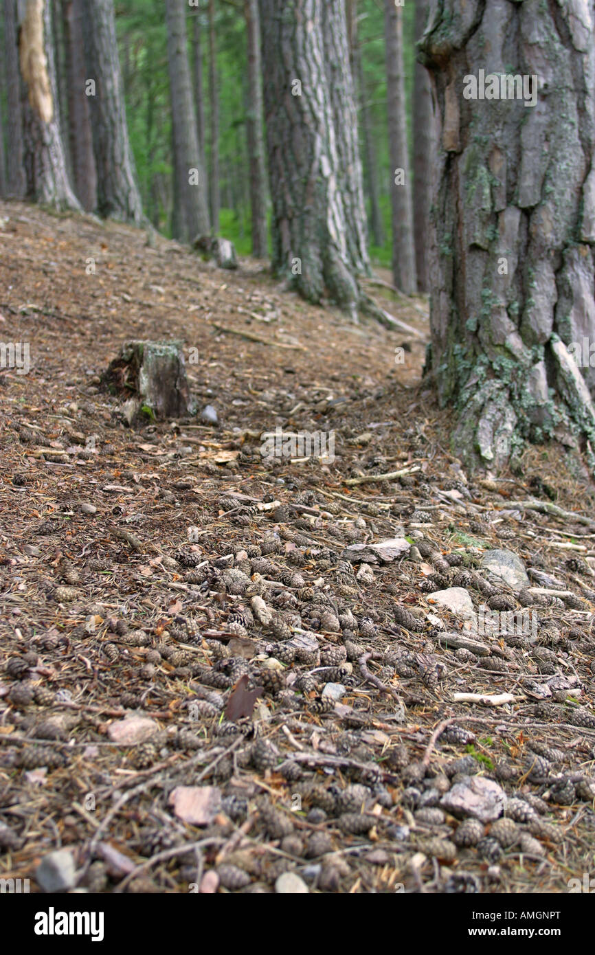Fallen trunks scots pine hi-res stock photography and images - Alamy