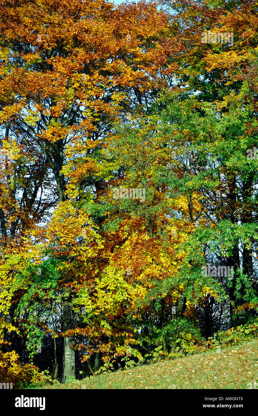 color of autumn Stock Photo - Alamy