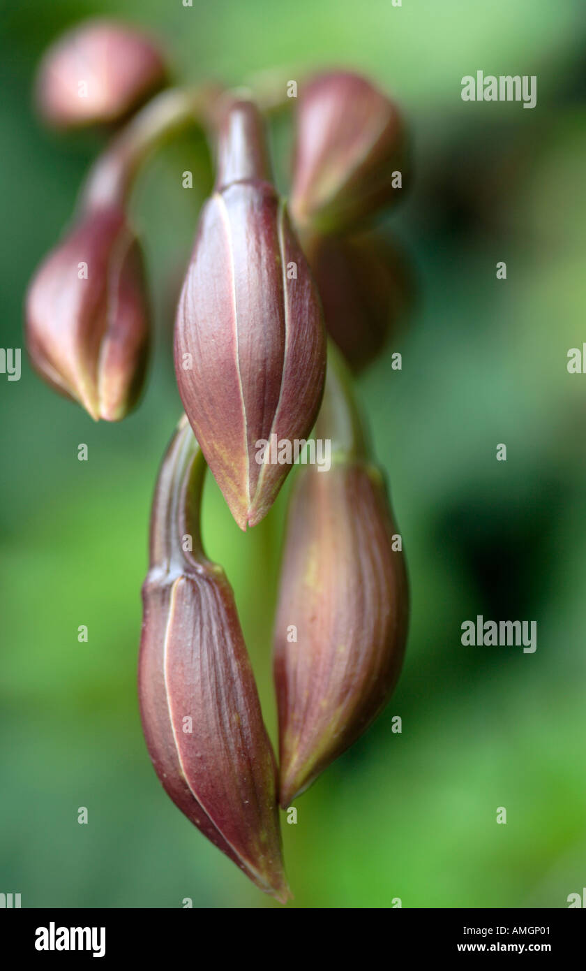 Vertical close up of red brown Orchid buds Cymbidium hybrid Stock Photo ...
