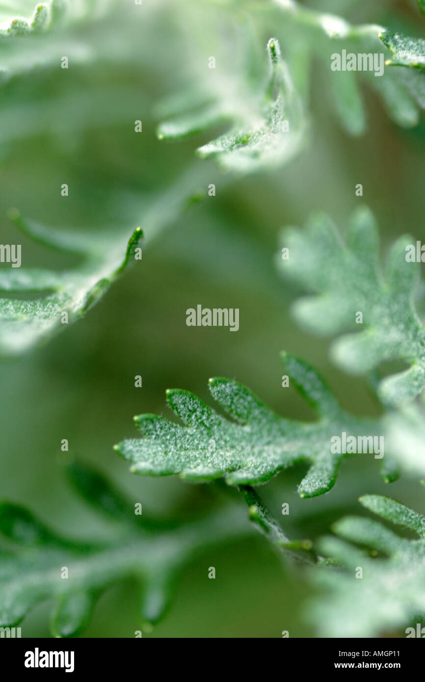 Artemisia afra wild African wormwood Stock Photo - Alamy