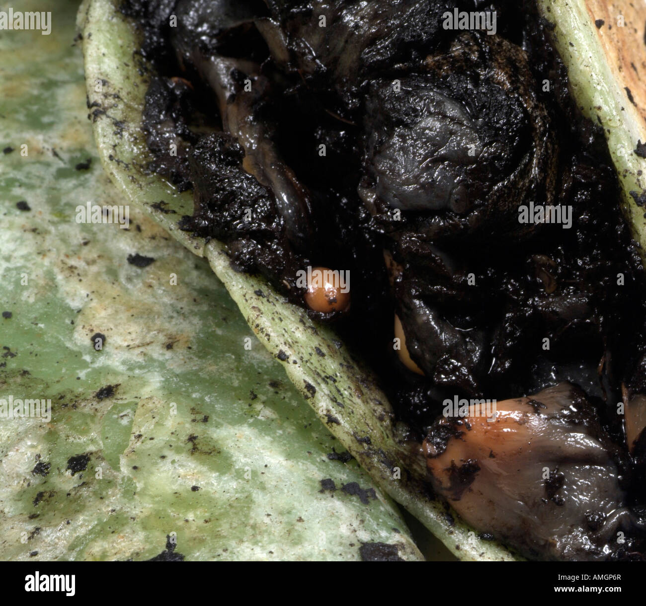 Huitlacoche or blue corn fungus is a delicacy in Mexico, made into ...