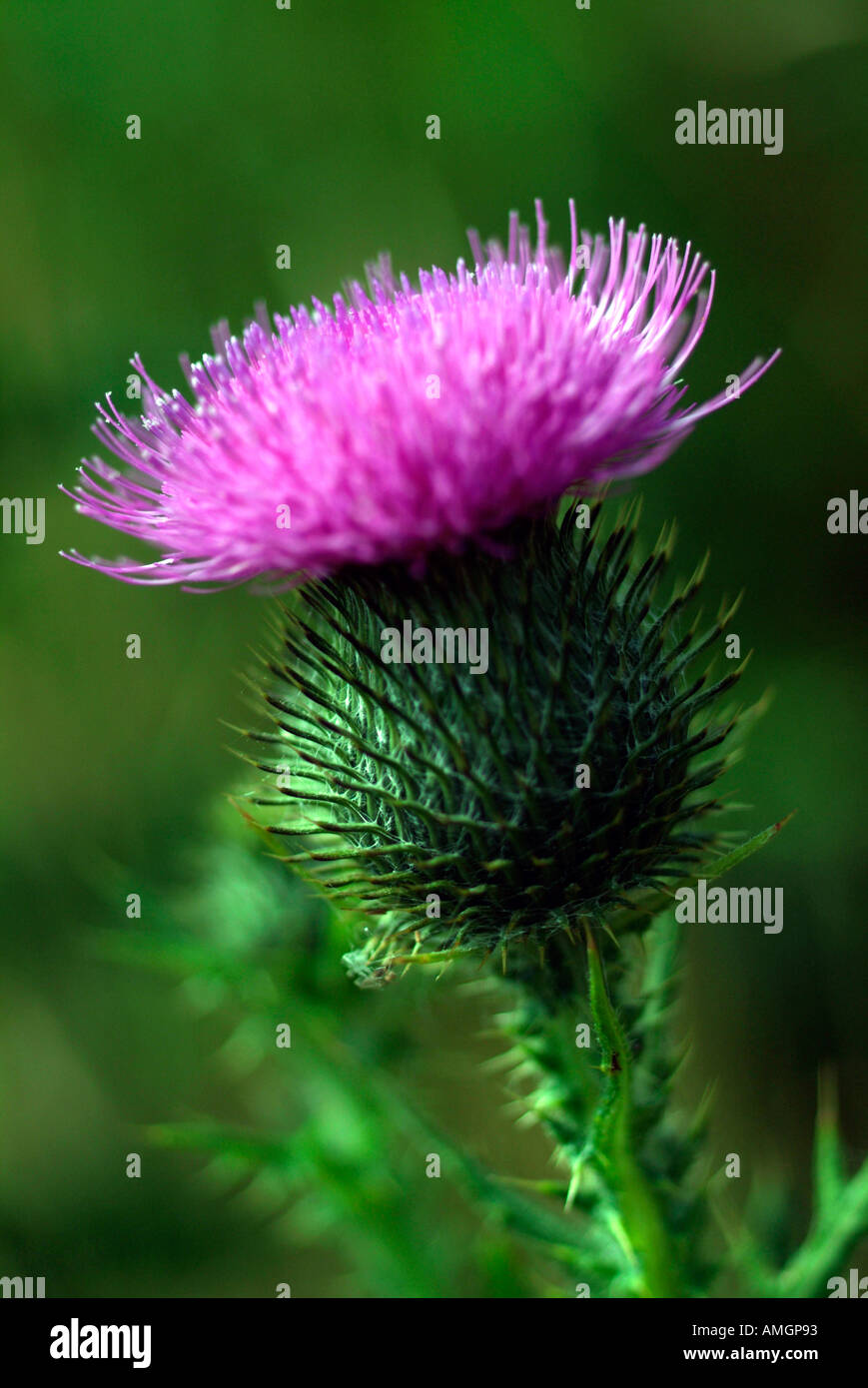 The scottish thistle hi-res stock photography and images - Alamy