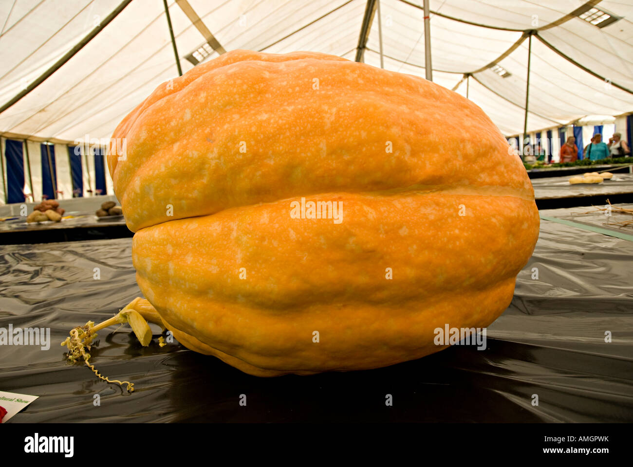 a large orange pumpkin in a competition Stock Photo - Alamy