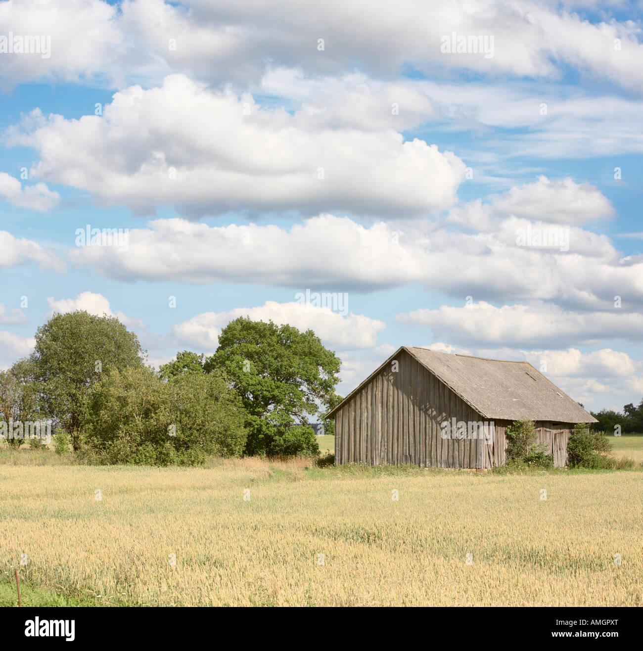 An old barn building amidst a grain field near Tartu, Estonia Stock ...
