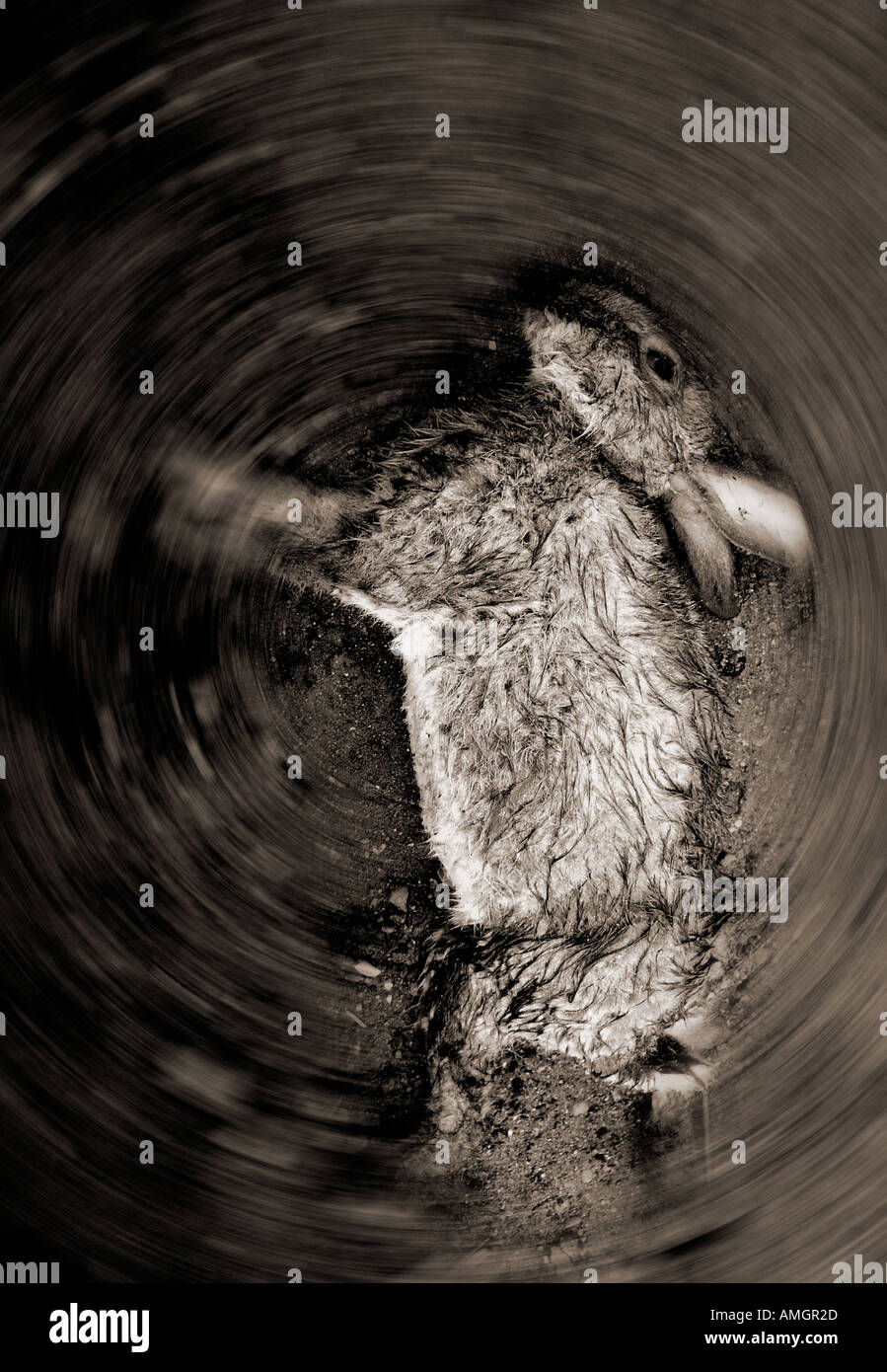 Death rabbit hi-res stock photography and images - Alamy