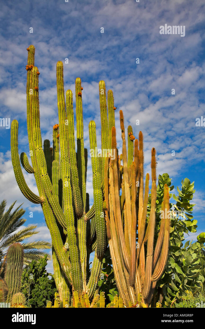 Tall thin cactus hi-res stock photography and images - Alamy