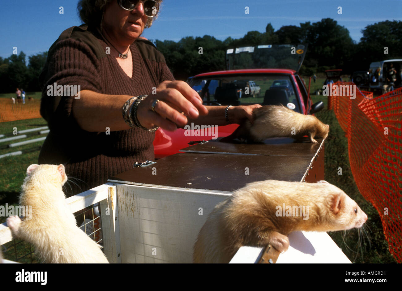 Ferrets Racing High Resolution Stock Photography and Images - Alamy