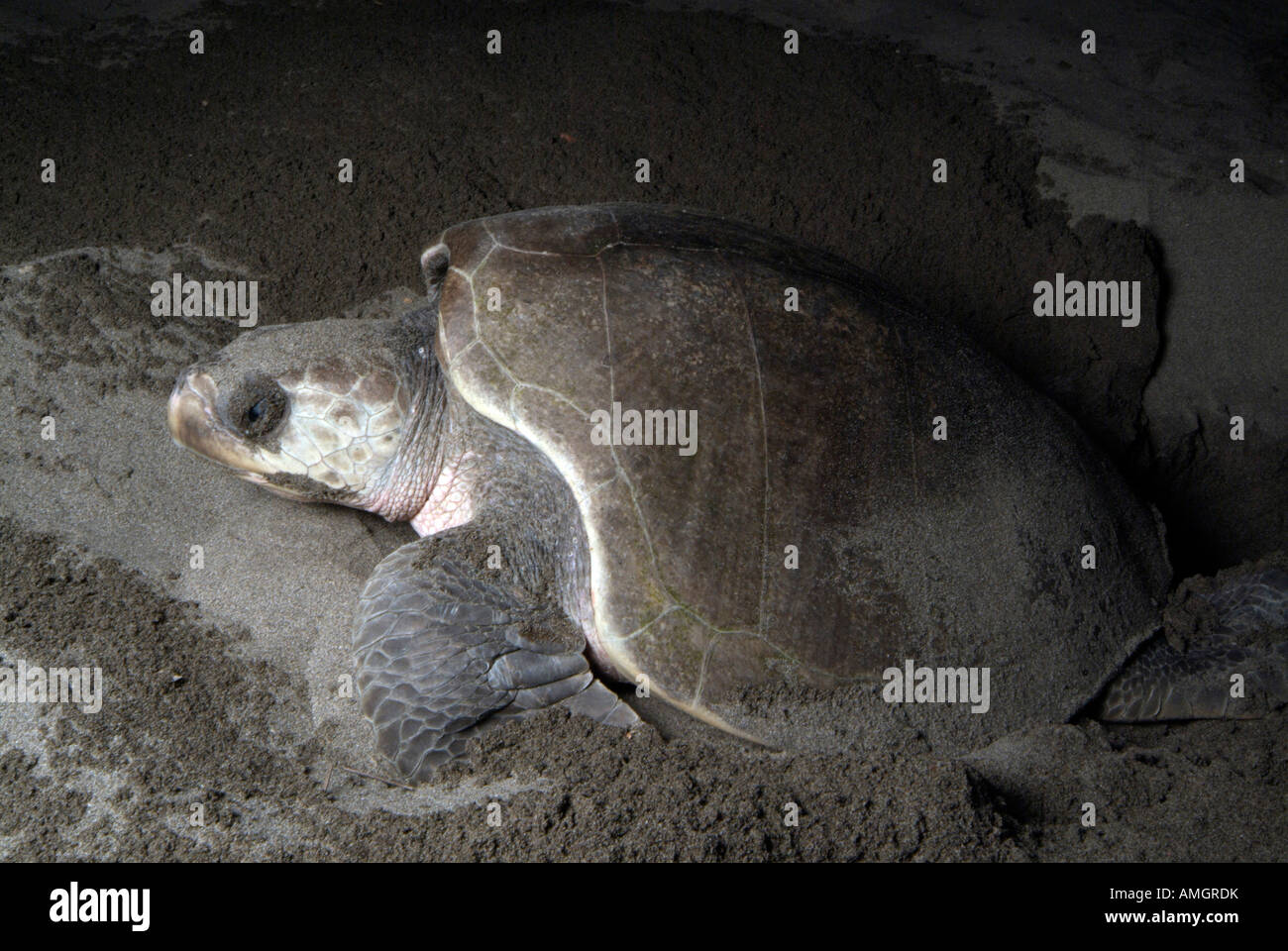 Mexico, Chiapas, Puerto Arista Turtle Research Station, Olive Ridley ...
