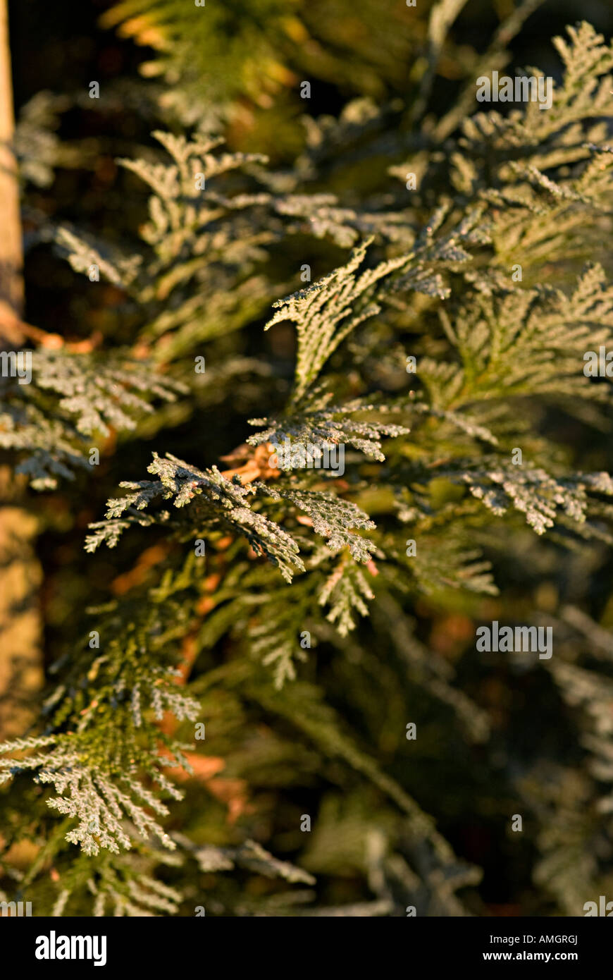 frost cold plant macro conifer Stock Photo - Alamy