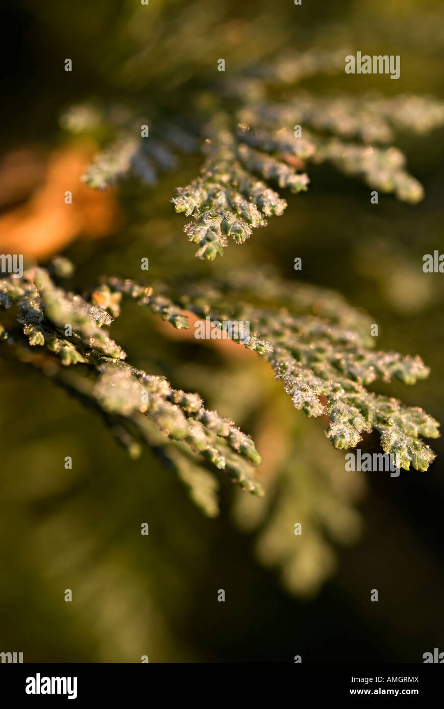 frost cold plant macro conifer Stock Photo - Alamy