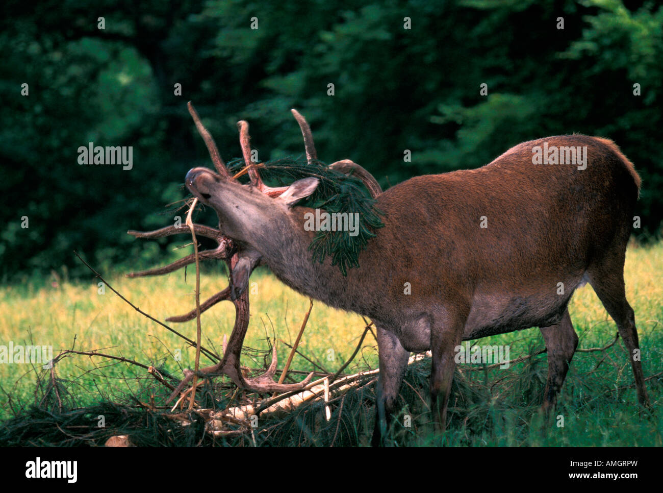 Cerf rouge Red Deer Cervus elaphus Artiodactyla Cerf e laphe Cervidae ...