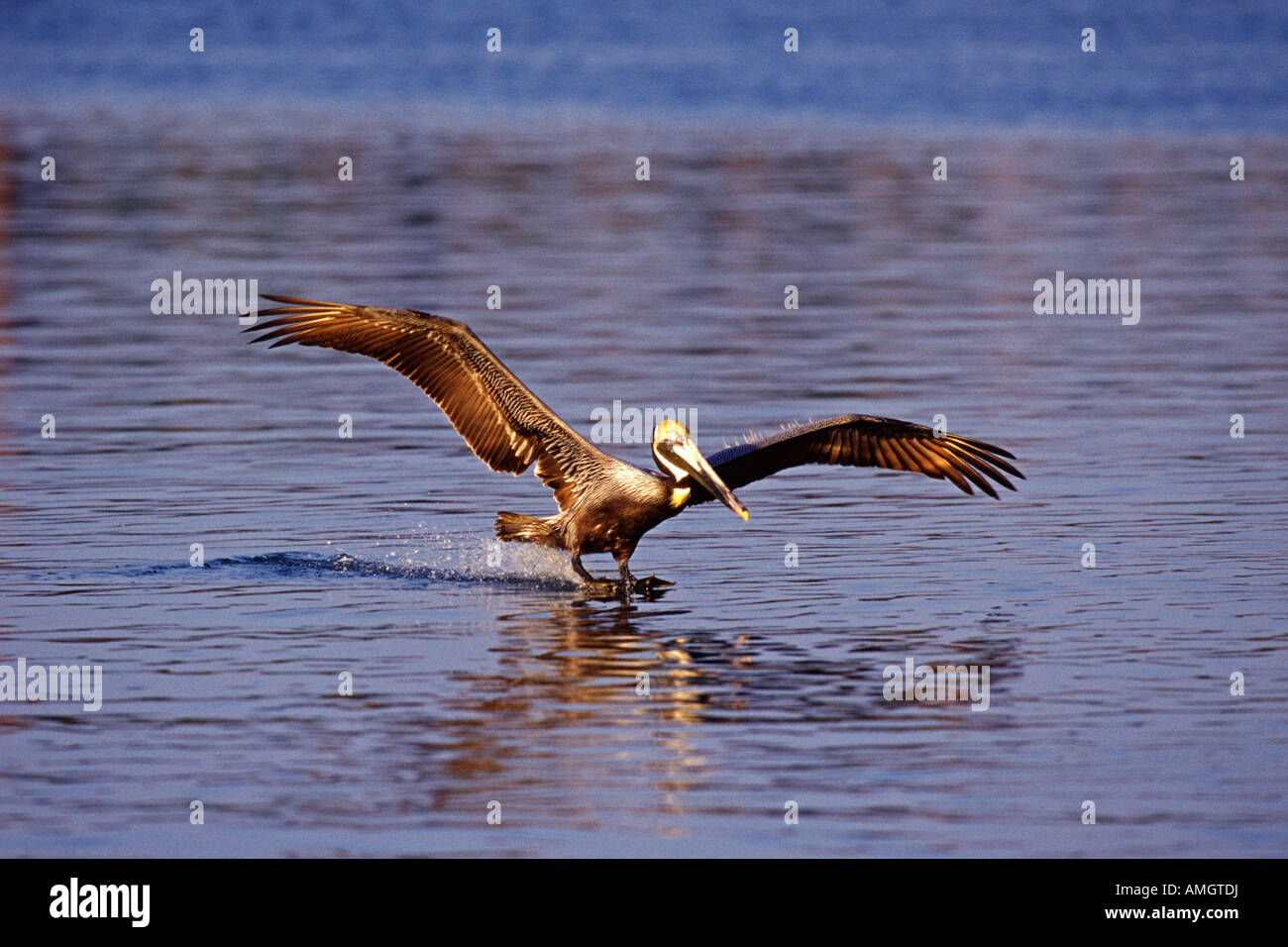 Pelican species hi-res stock photography and images - Alamy