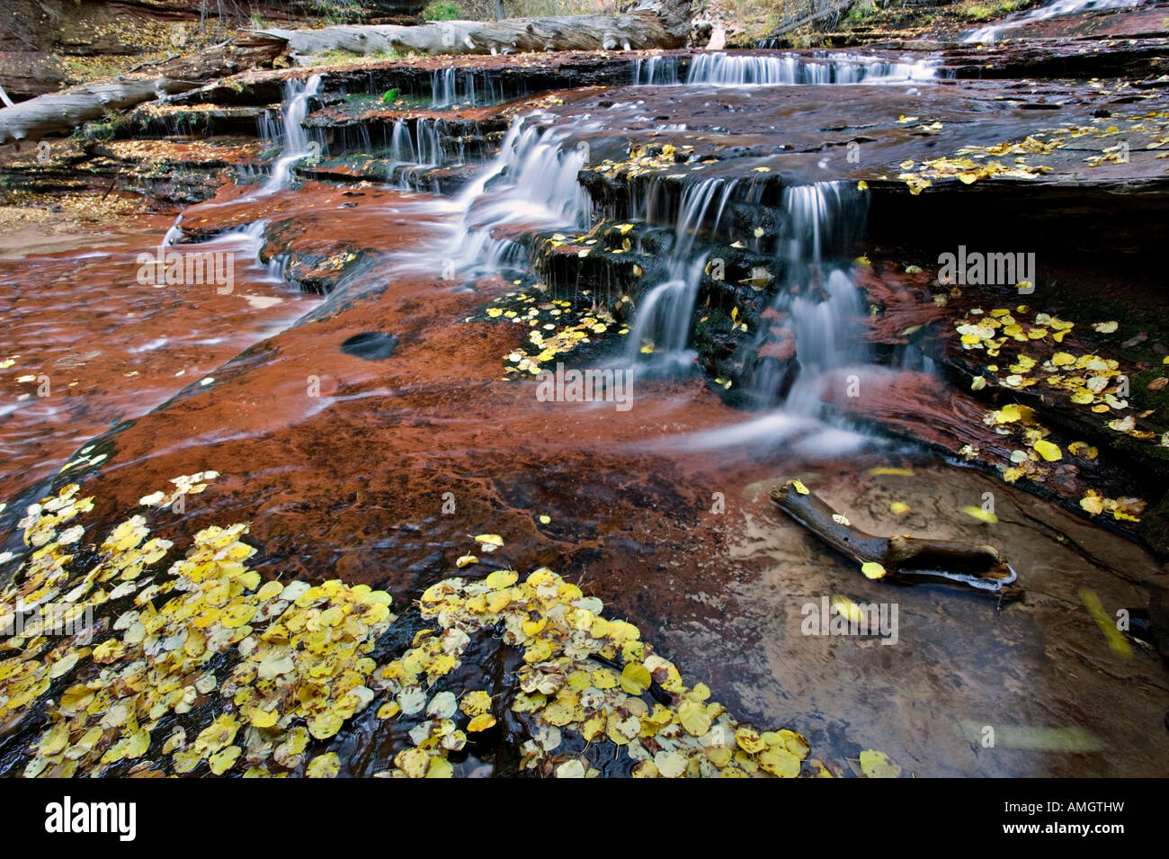 Fall colors in Zion national park Stock Photo - Alamy