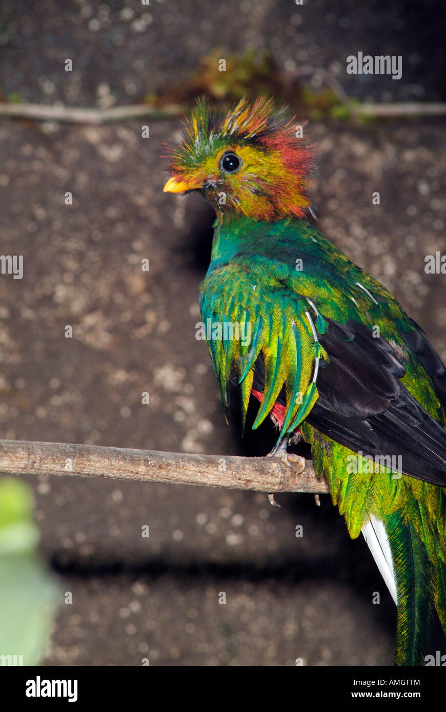 The Resplendent Quetzal inhabits high altitude cloud forests from ...