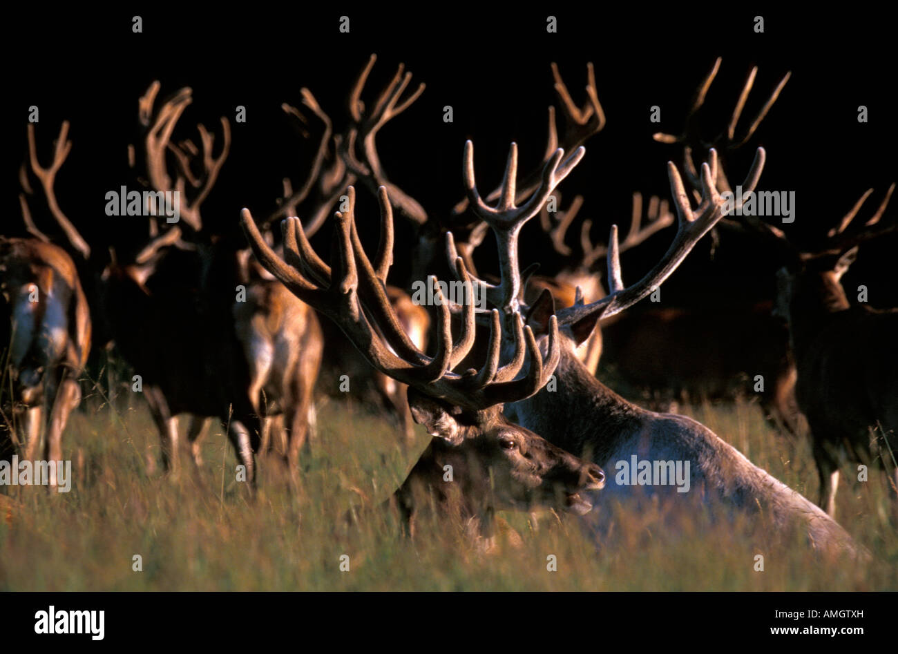 Cerf rouge Red Deer Cervus elaphus Artiodactyla Cerf e laphe Cervidae ...