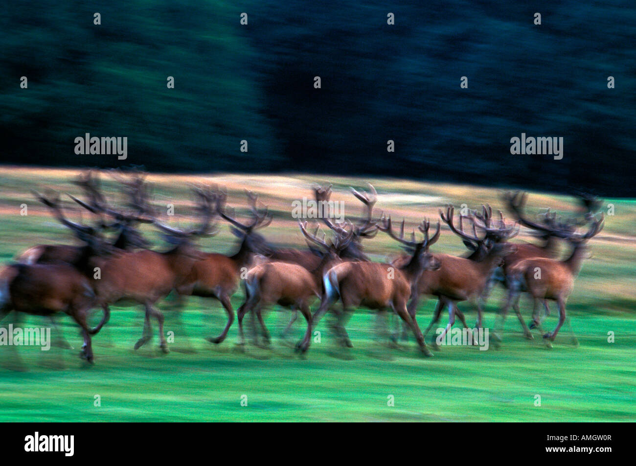 Cerf rouge Red Deer Cervus elaphus Artiodactyla Cerf e laphe Cervidae ...