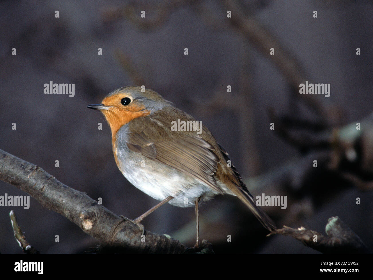 Adult Robin Erithacus rubecula Stock Photo - Alamy
