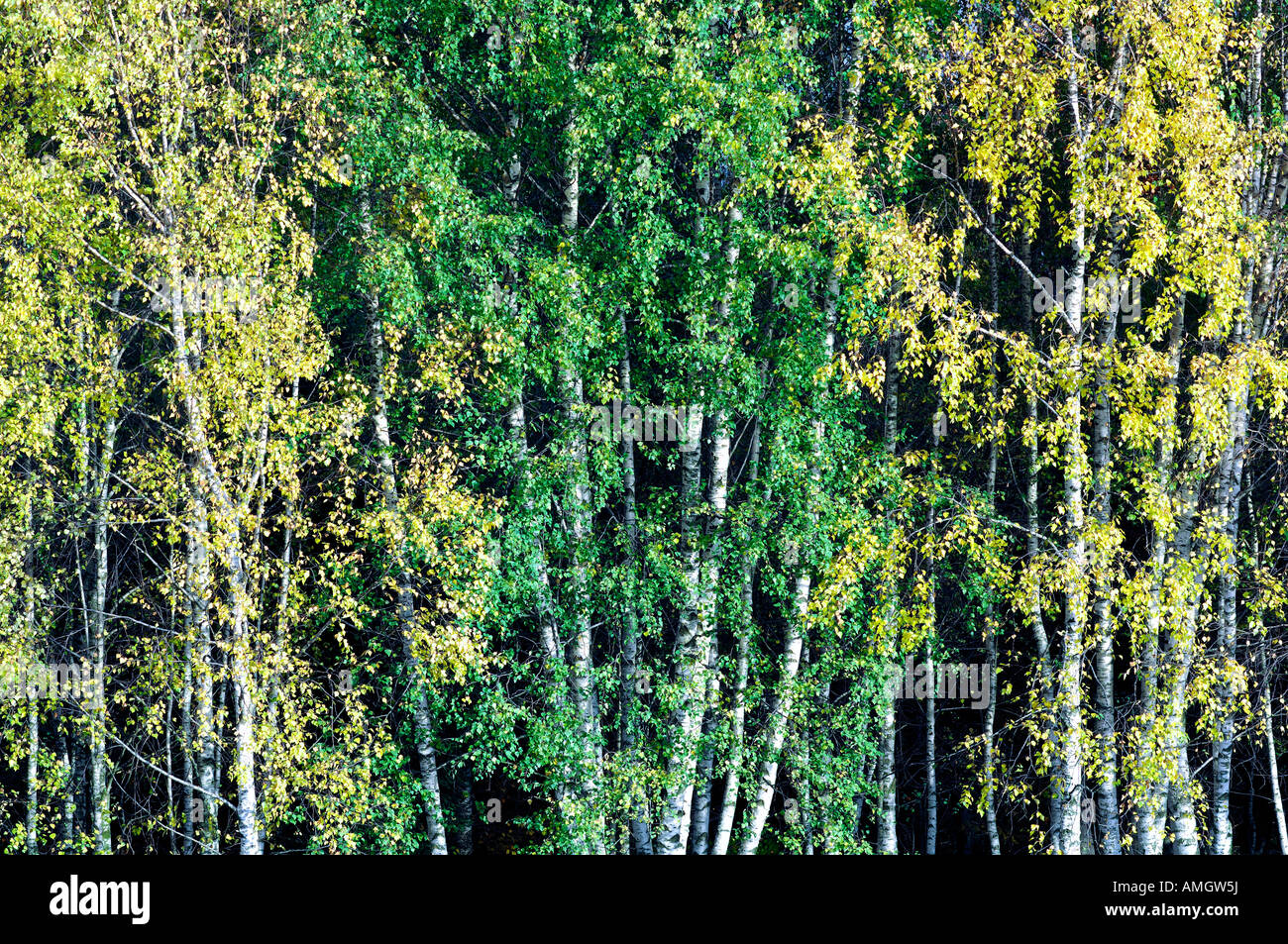 As autumn birches Stock Photo - Alamy