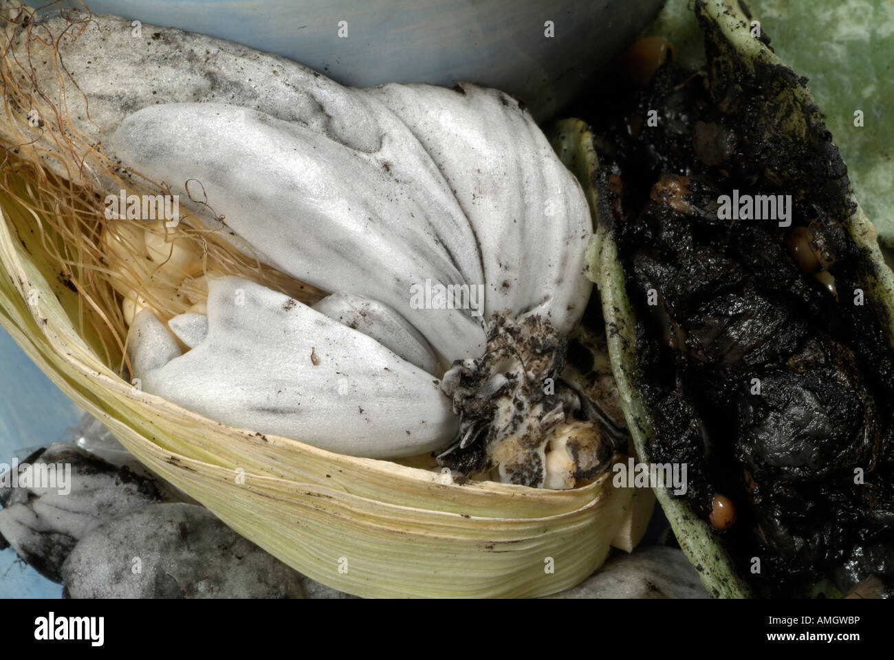 Huitlacoche or blue corn fungus is a delicacy in Mexico, made into ...