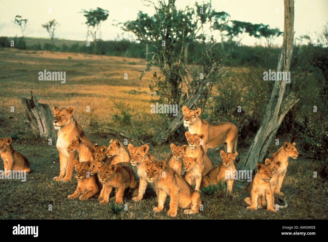 Pride of lions east Africa Stock Photo - Alamy