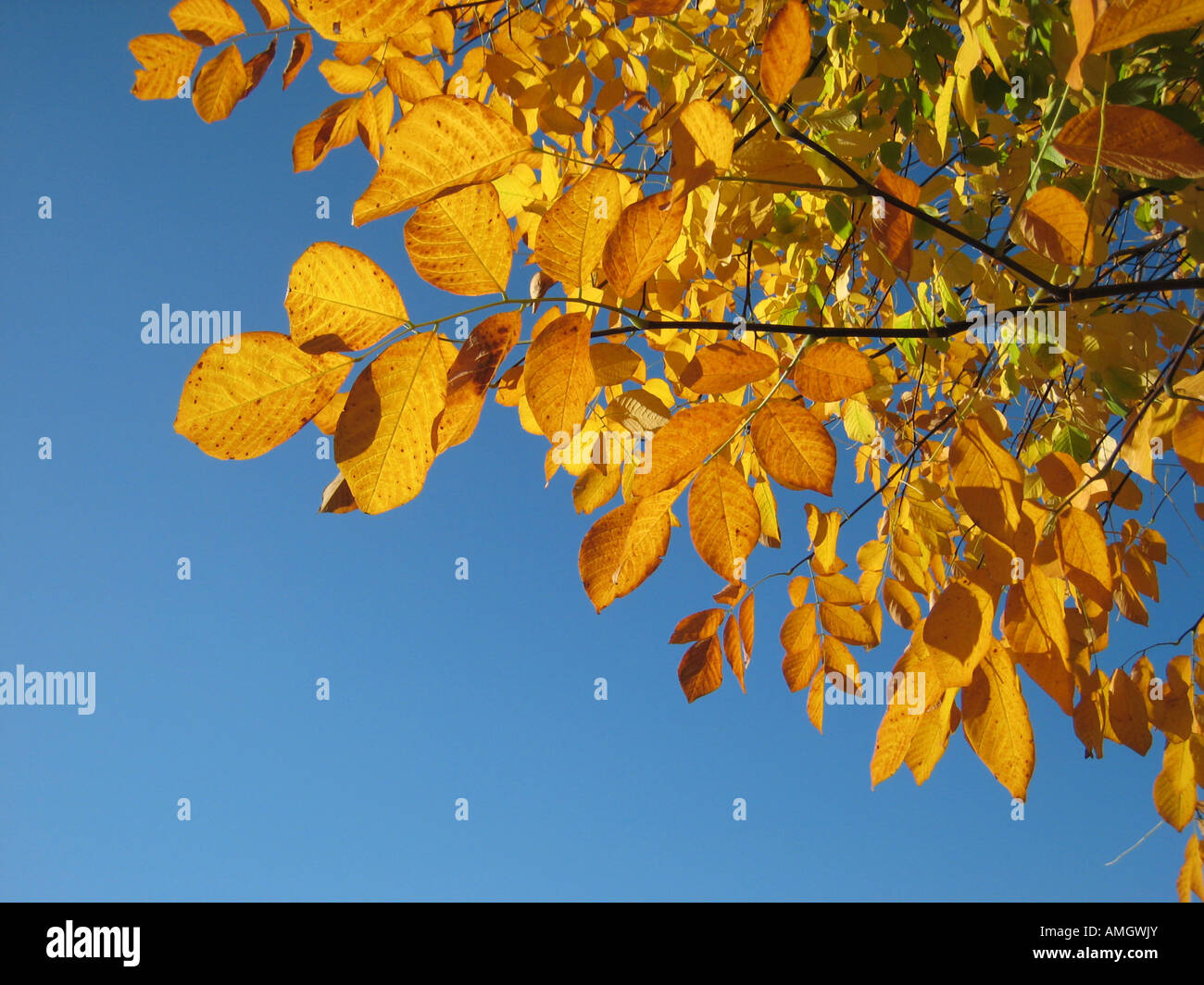 Tree detail with colourful golden brown leaves in autumn under blue ...