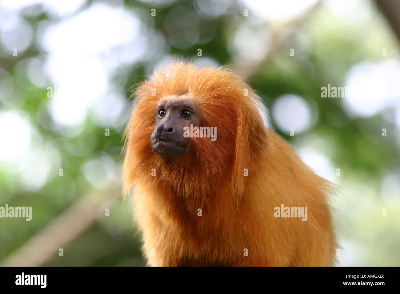 Tameran hi-res stock photography and images - Alamy