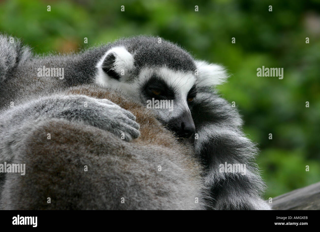Tired lemur hi-res stock photography and images - Alamy