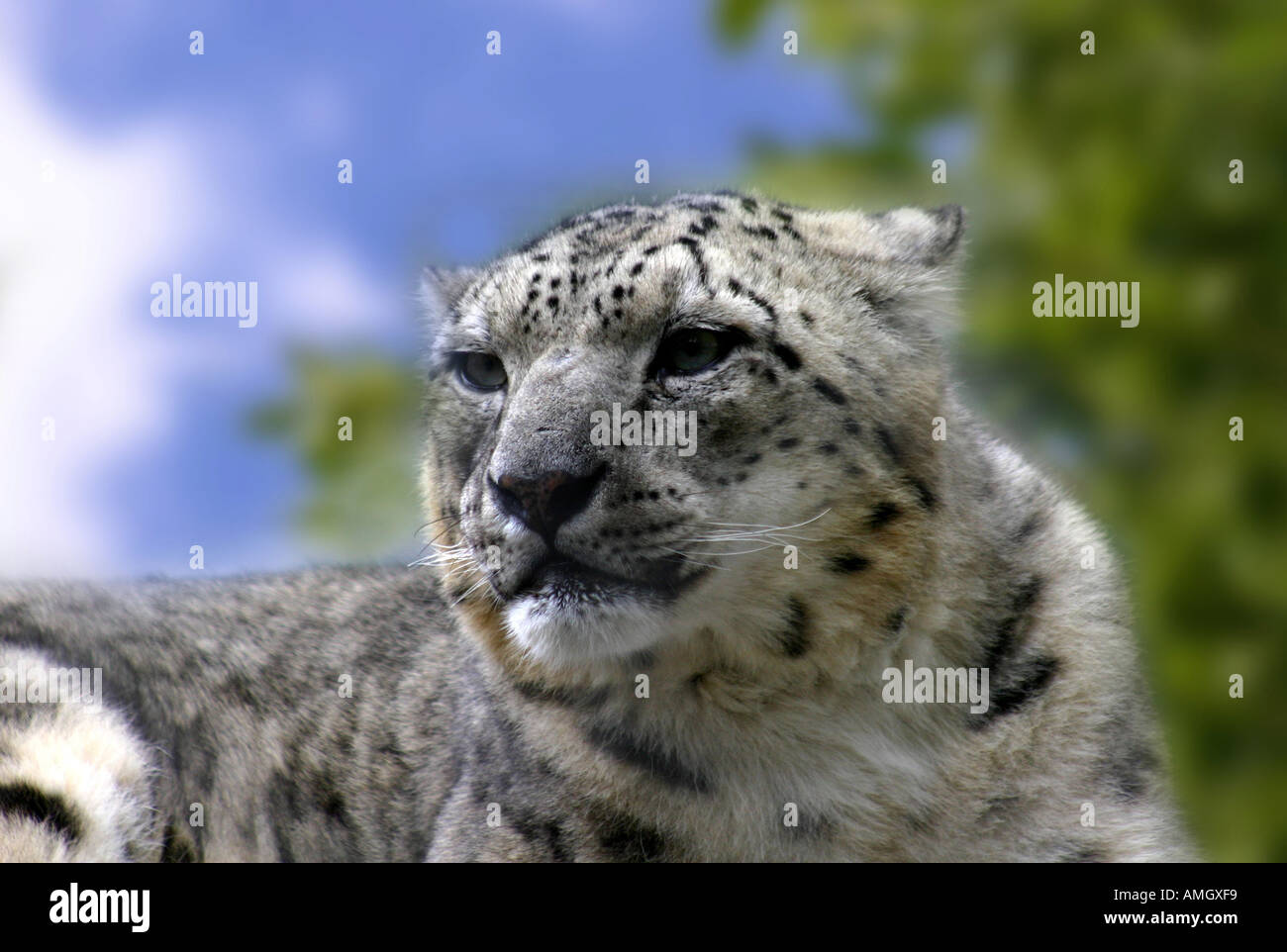 Angry snow leopard hi-res stock photography and images - Alamy