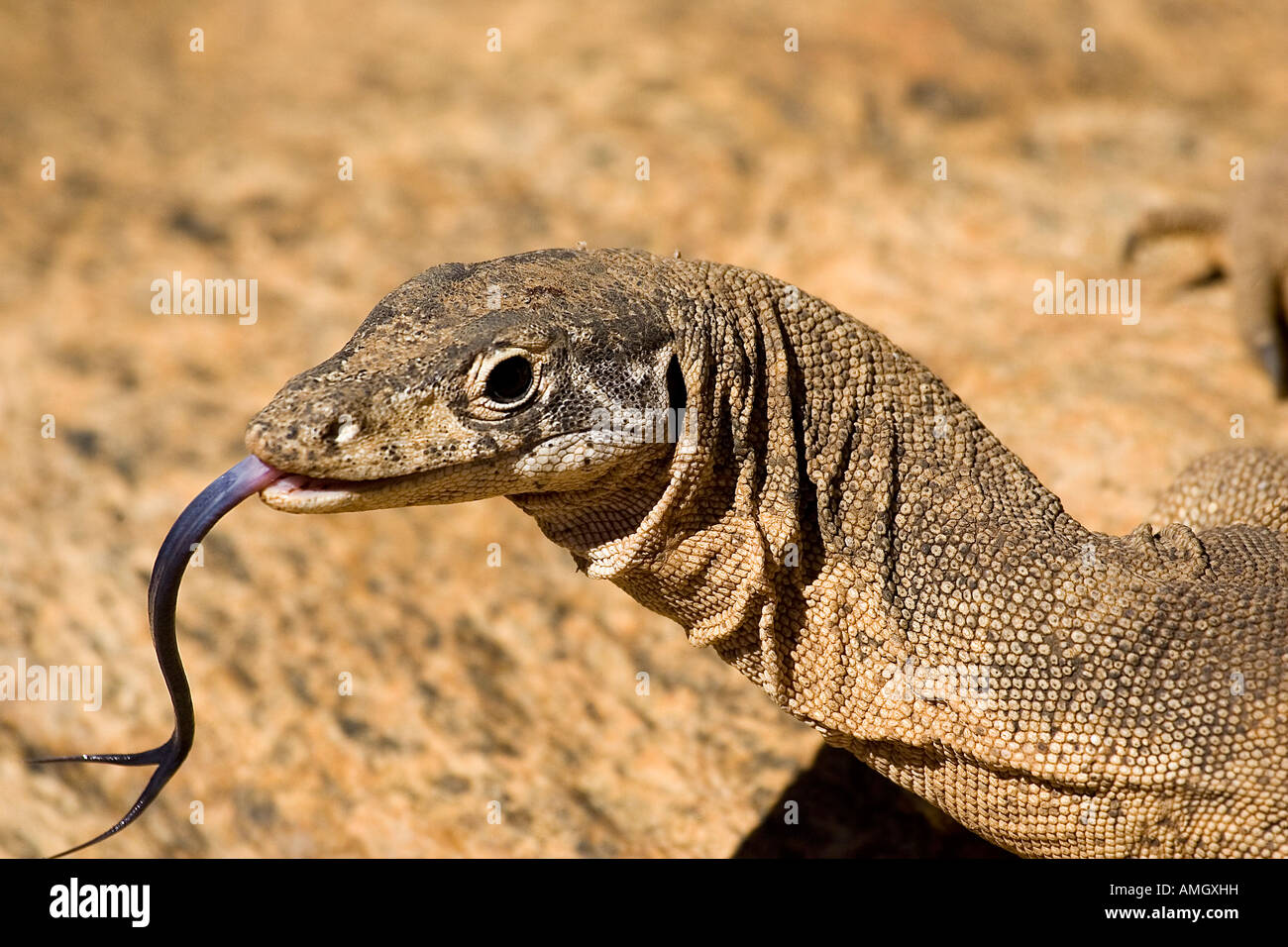 Goanna Varanus sp Outback Northern Territory Australia Stock Photo - Alamy
