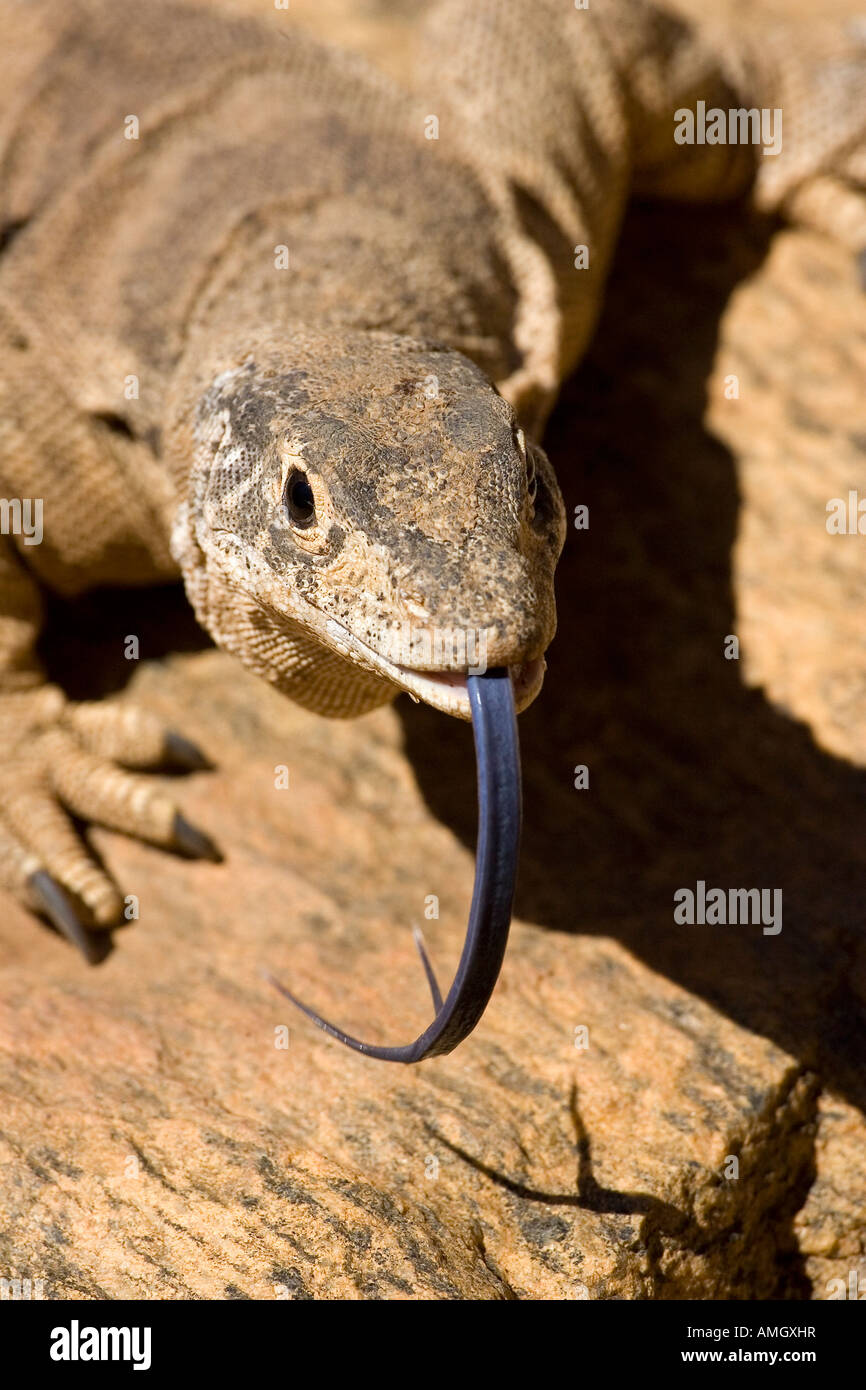 Goanna Varanus sp Outback Northern Territory Australia Stock Photo - Alamy