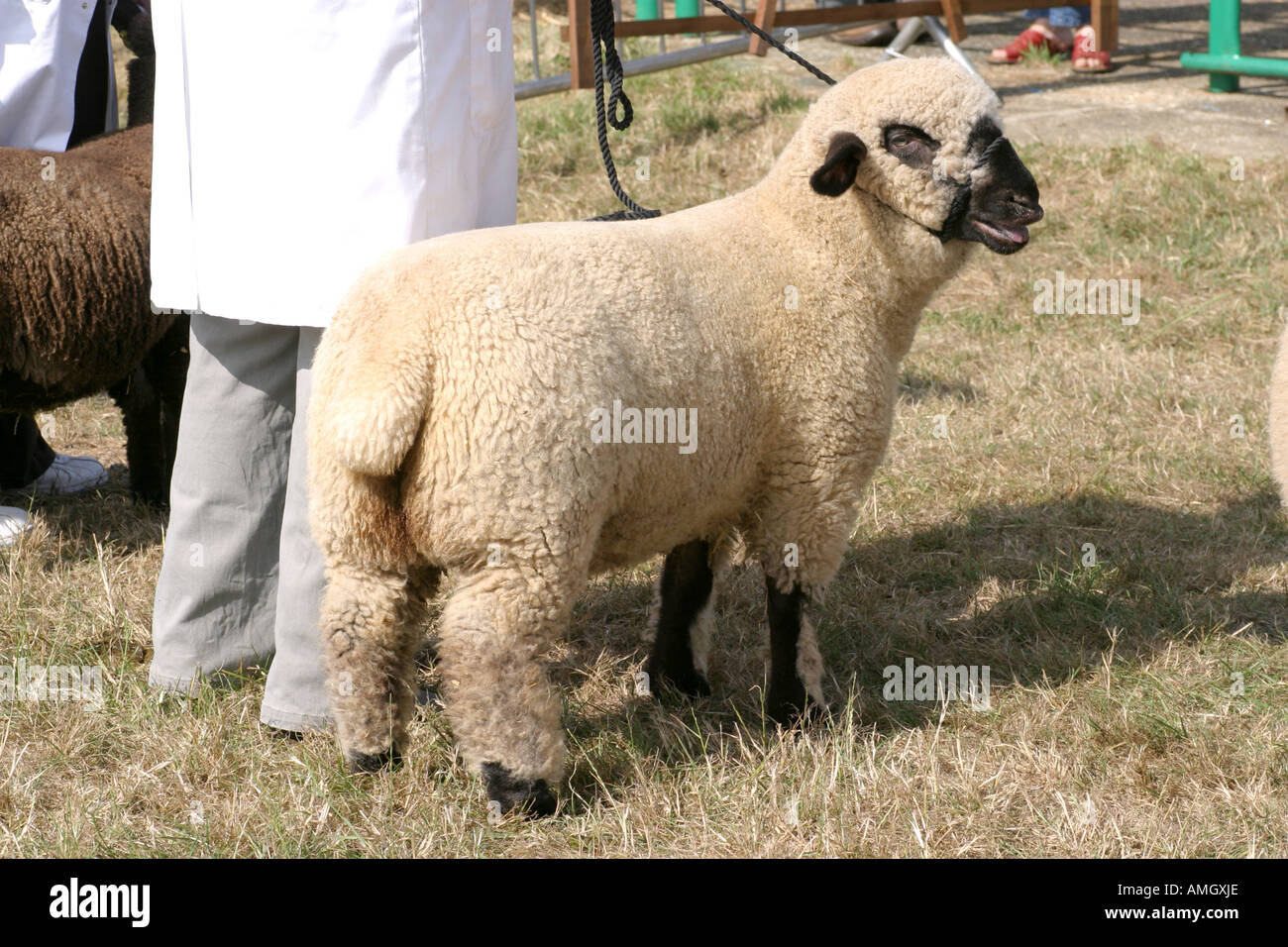 The Cranleigh Show August 2006 Stock Photo - Alamy
