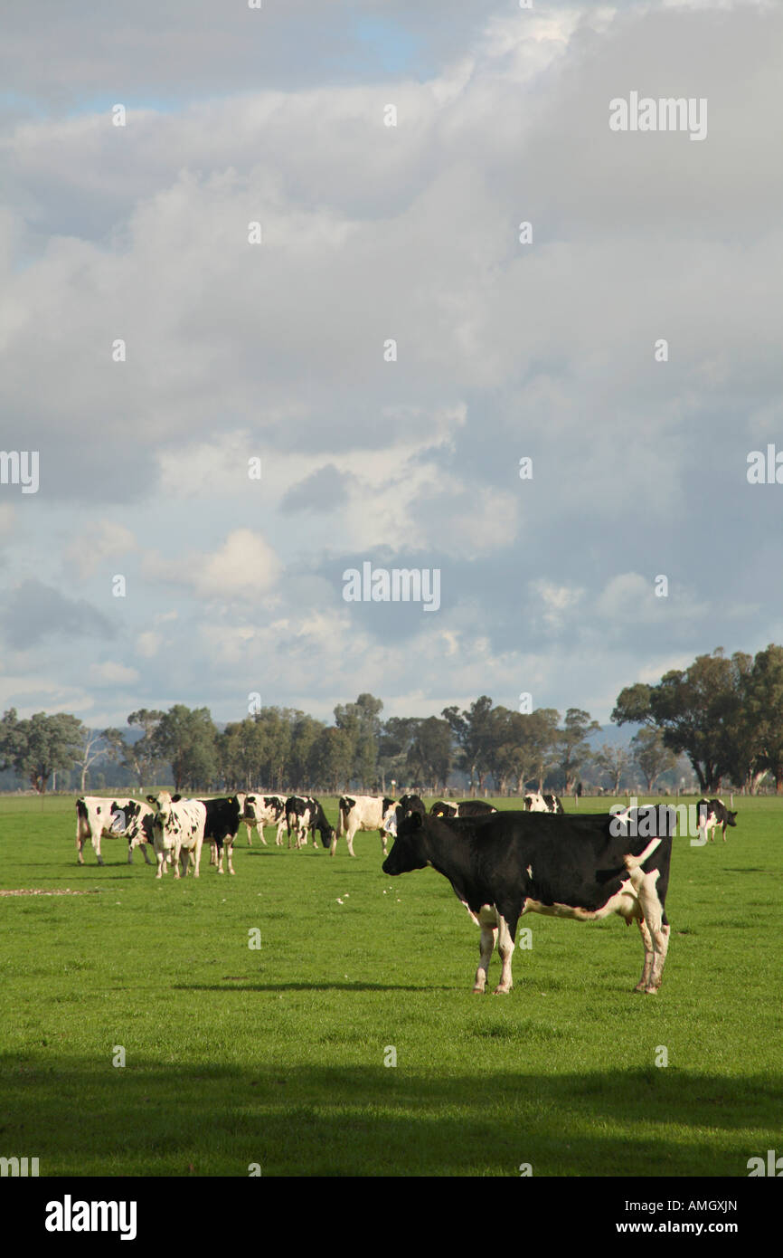 Australia cow victoria hi-res stock photography and images - Alamy