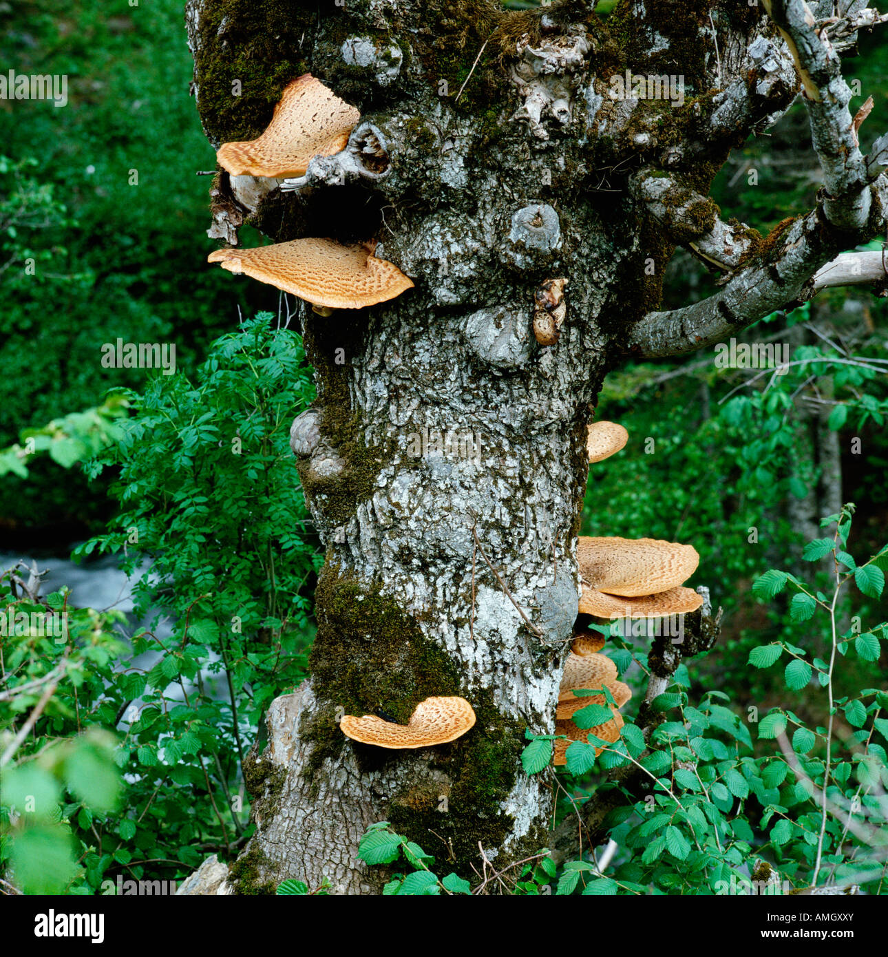 Polyporus Squamosus Comestible