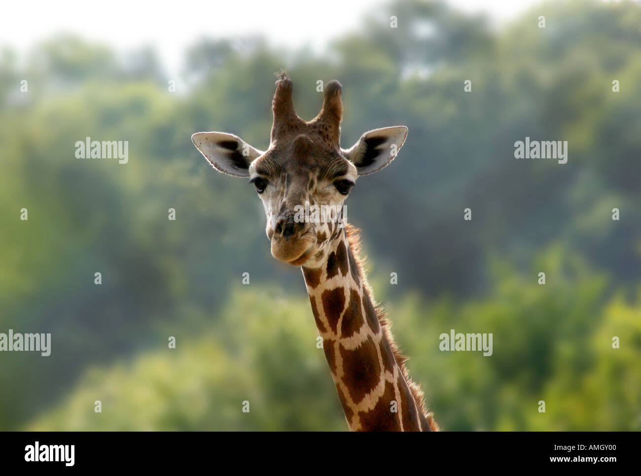Giraffe Head and Neck Profile Stock Photo - Alamy