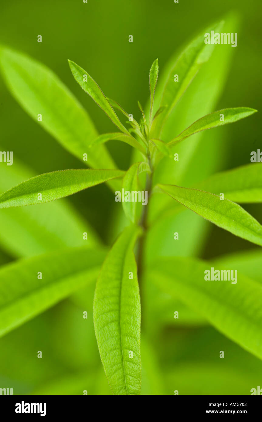 Lemon verbenas hi-res stock photography and images - Alamy