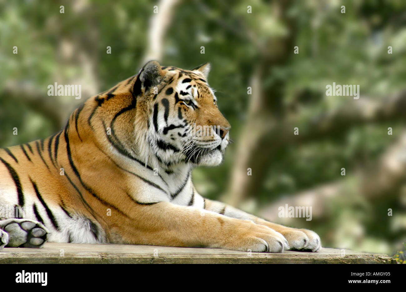 Side Profile of Tiger Stock Photo - Alamy