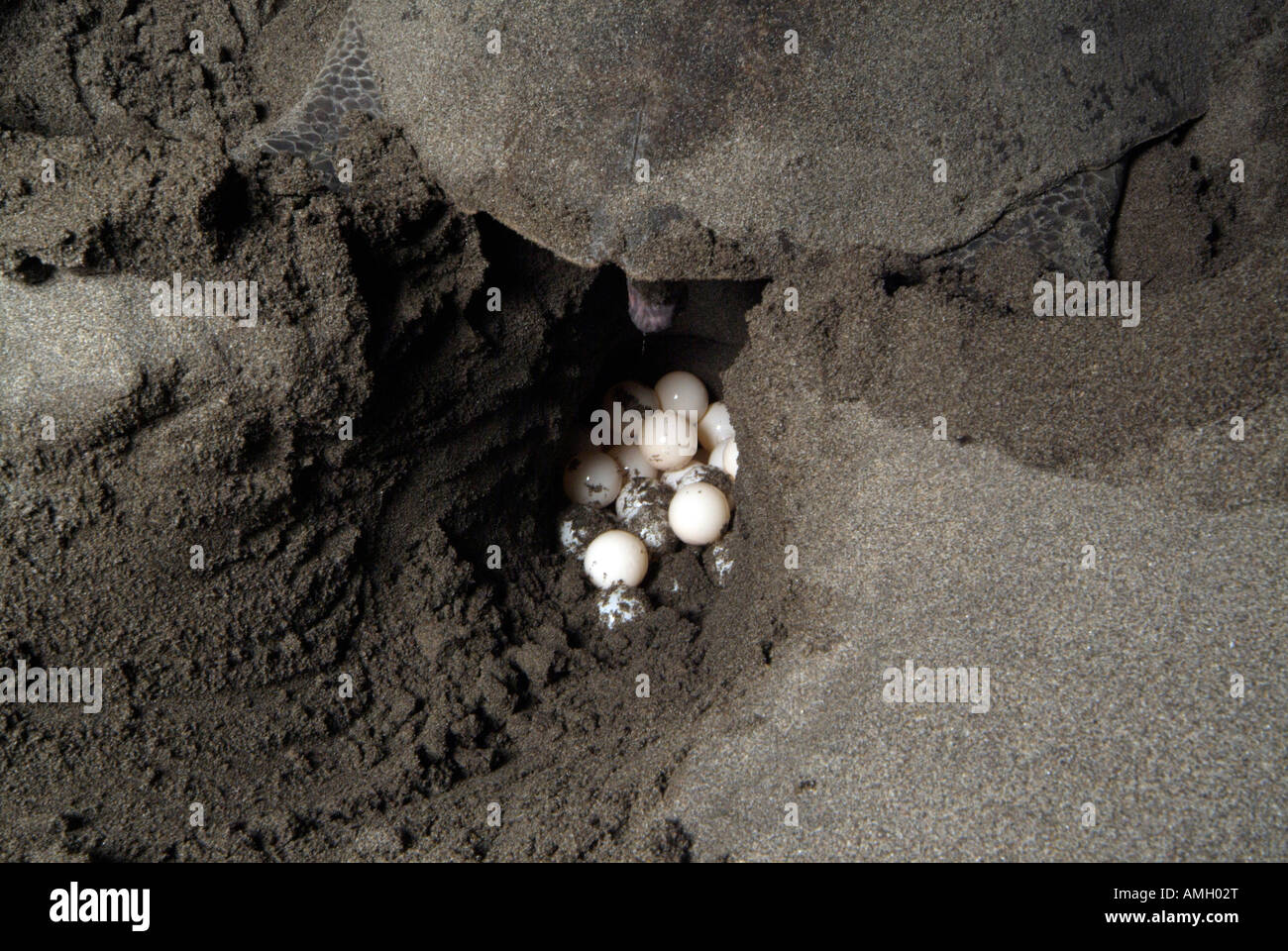 Mexico, Chiapas, Puerto Arista Turtle Research Station, Olive Ridley ...