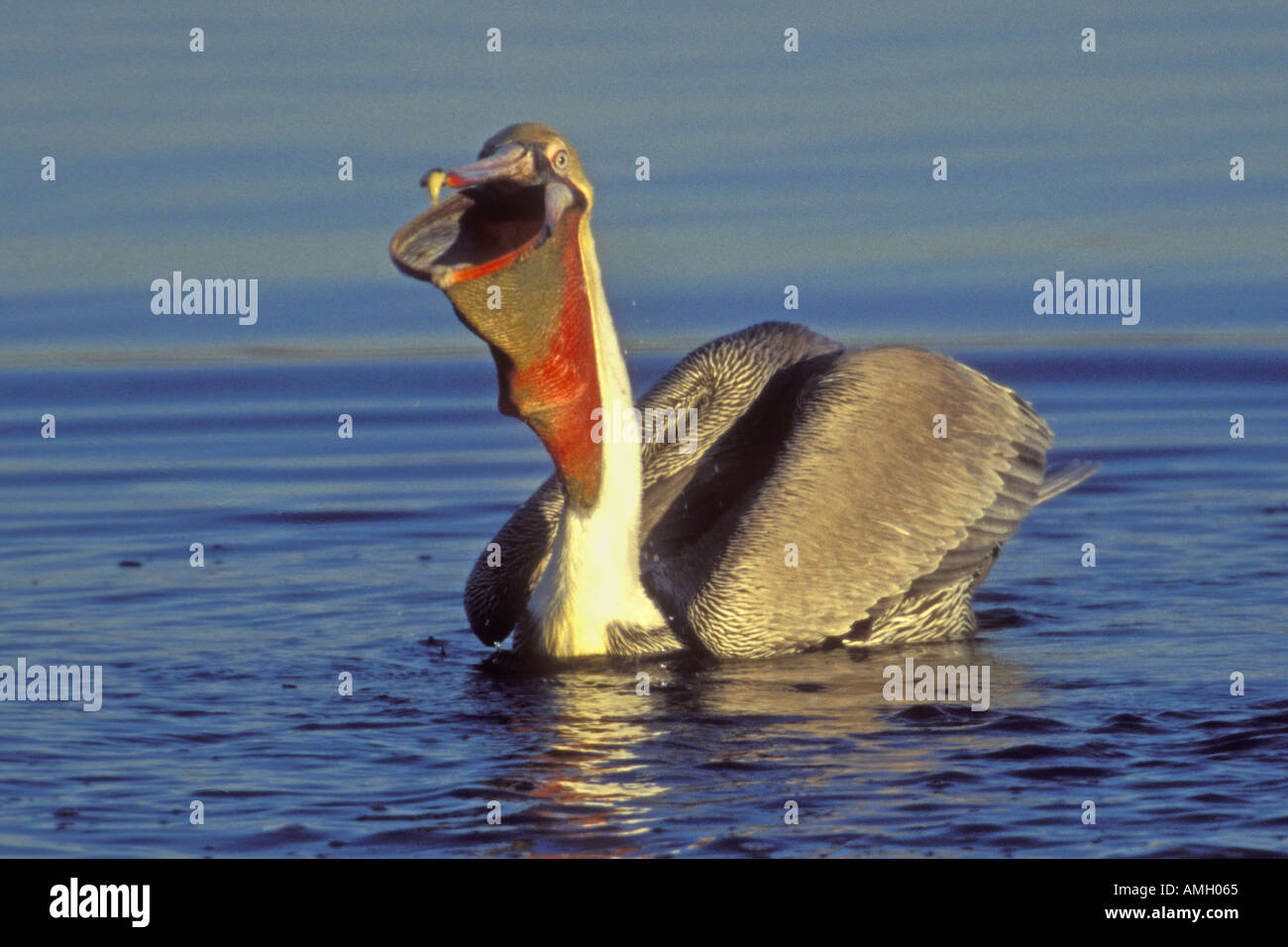 Brown Pelican in full breeding colors with beak opened Pelecanus ...