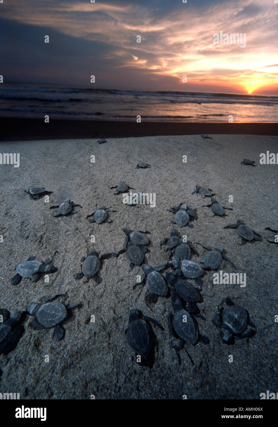 Mexico, Chiapas, Puerto Arista Turtle Research Station, Olive Ridley ...