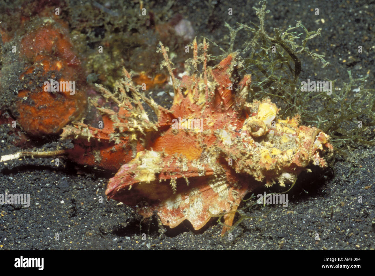Spiny Devilfish Inimicus didactylus Lembeh Straits Indonesia Stock ...