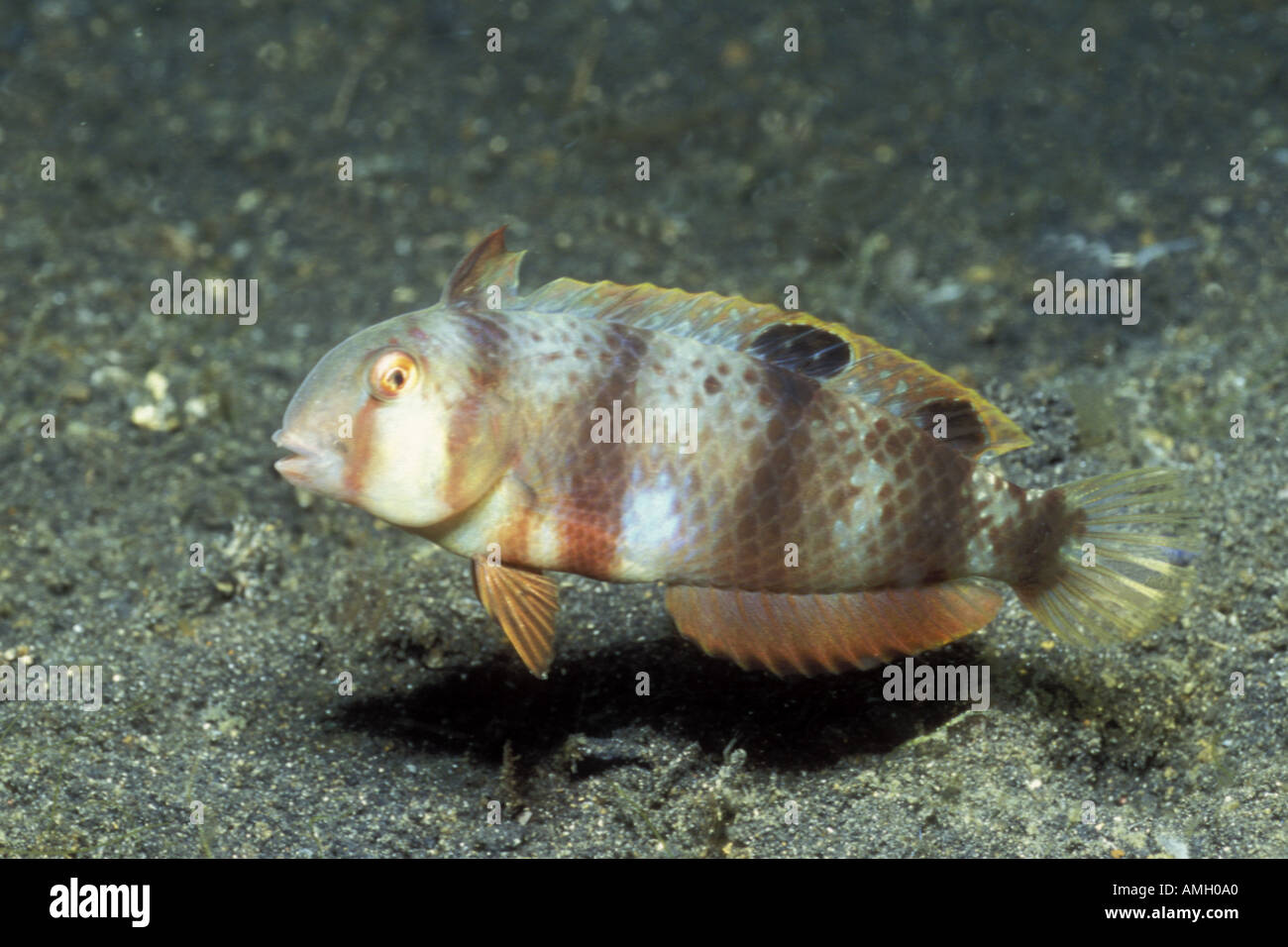 Whitepatch razorfish hi-res stock photography and images - Alamy