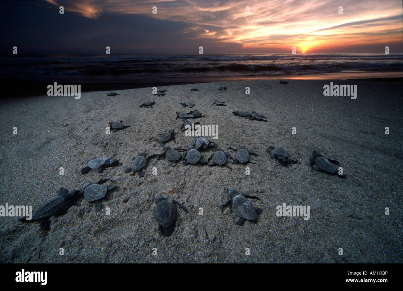Mexico, Chiapas, Puerto Arista Turtle Research Station, Olive Ridley ...