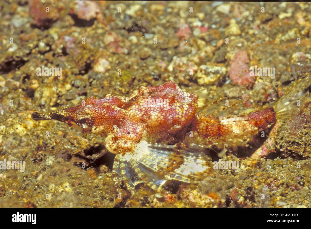 Dragon seamoth hi-res stock photography and images - Alamy