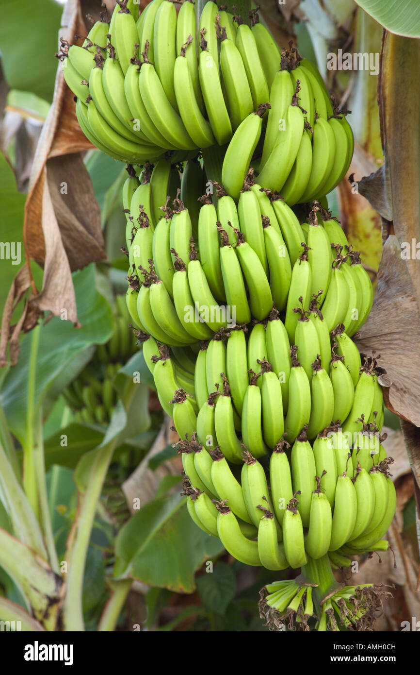 Maturing Banana bunch on plant Stock Photo - Alamy